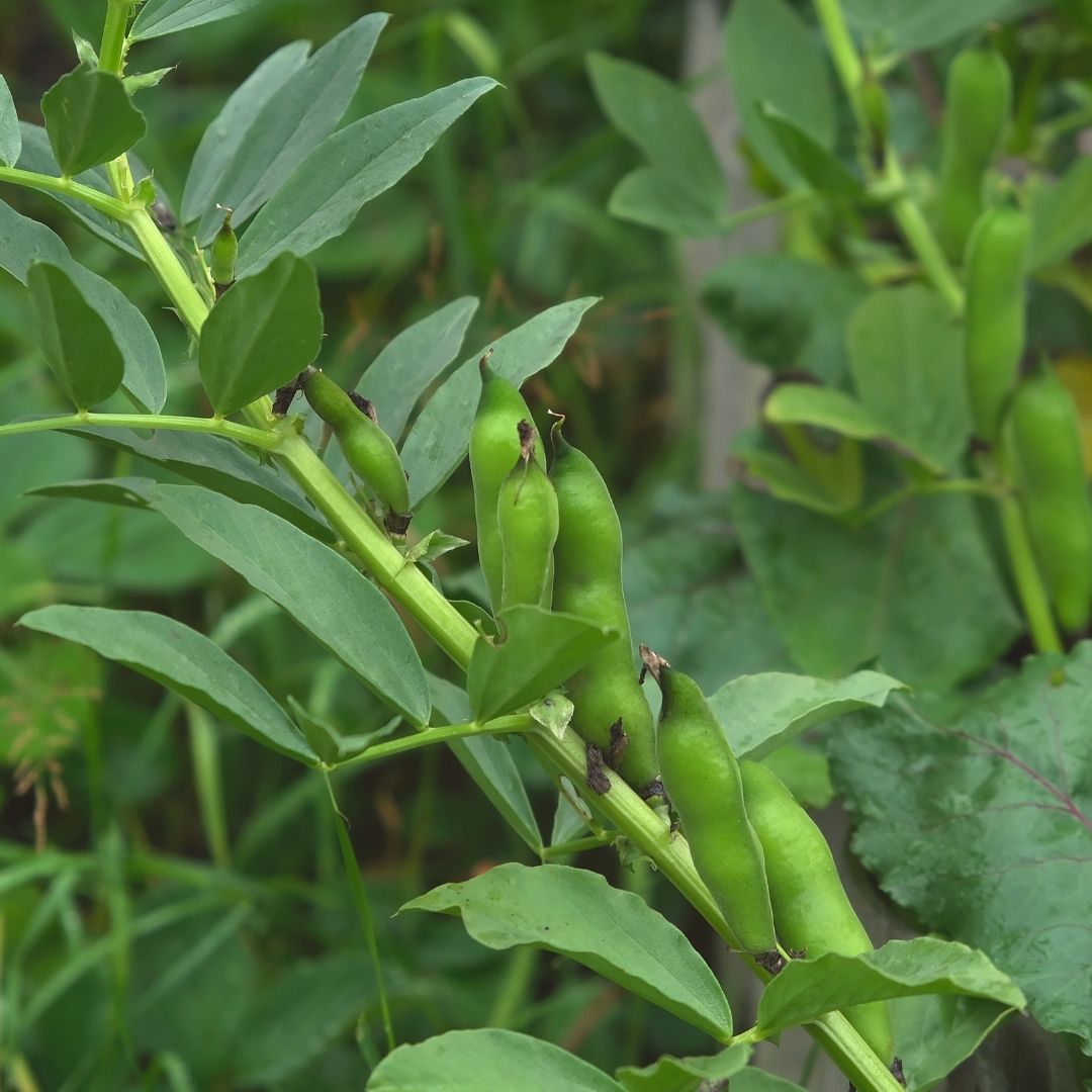 Faba Bean Protein Powder Australia | Pure Plant Protein