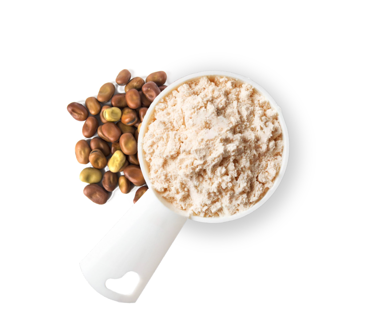 Faba Bean Protein Powder Australia | Pure Plant Protein